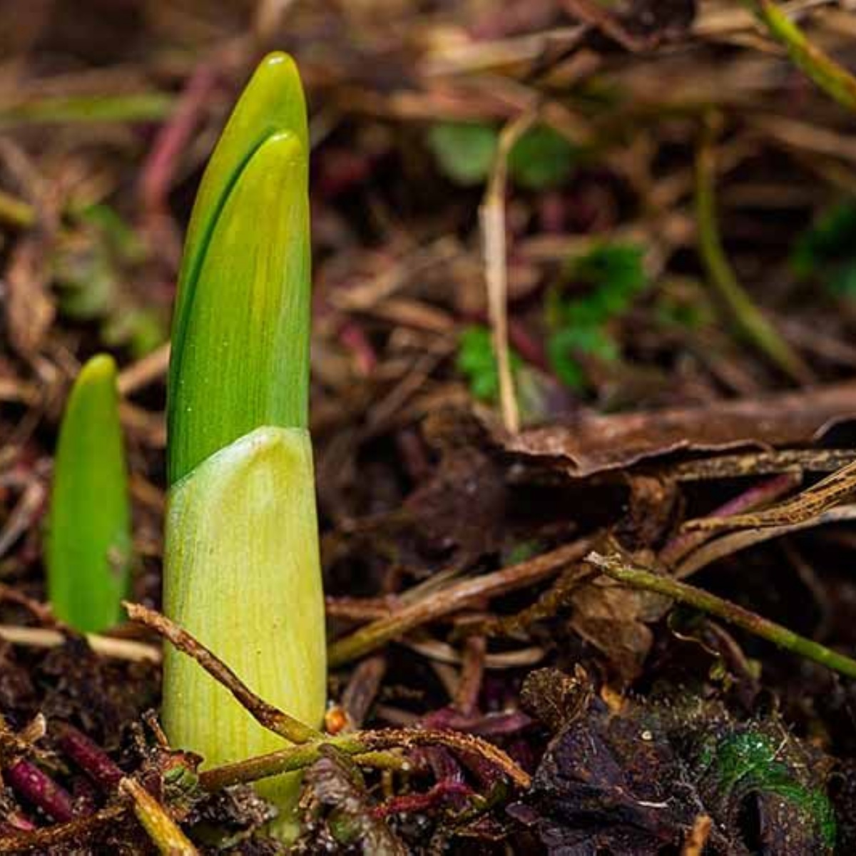 Conisbrough Ivanhoe Primary academy - Homework Front Cover